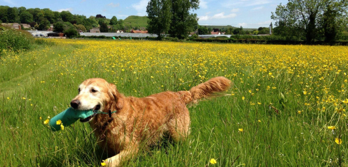 Gundog / Scurry Classes » Dogwise Training School