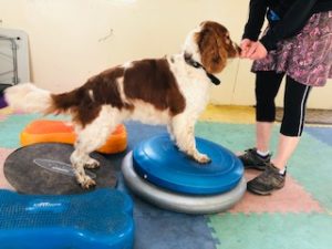 WELCOME TO DOGWISE! » Dogwise Training School