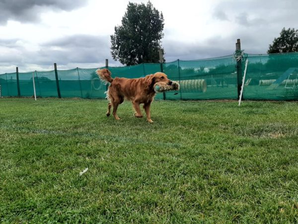 WELCOME TO DOGWISE! » Dogwise Training School