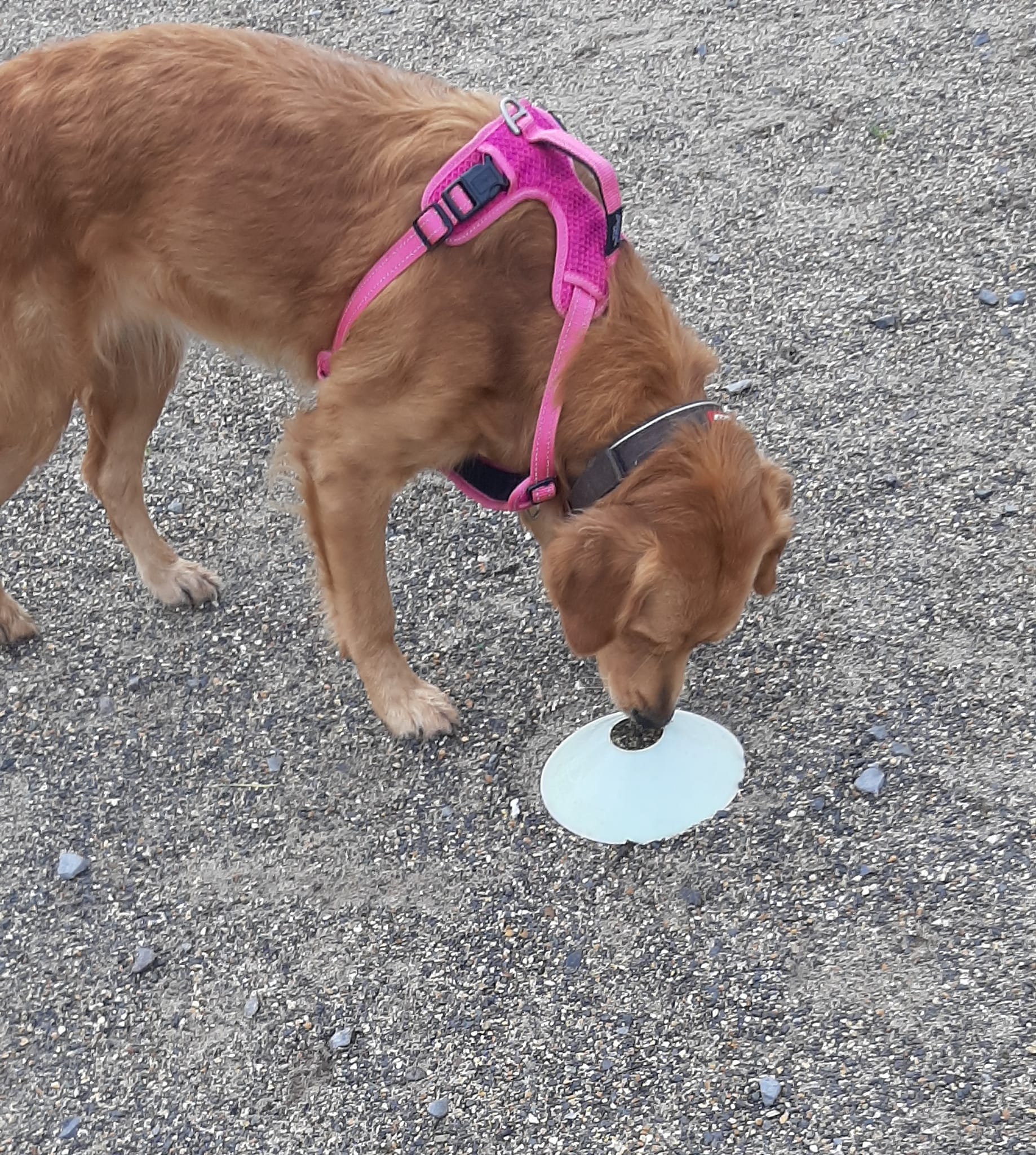 Scentwork » Dogwise Training School