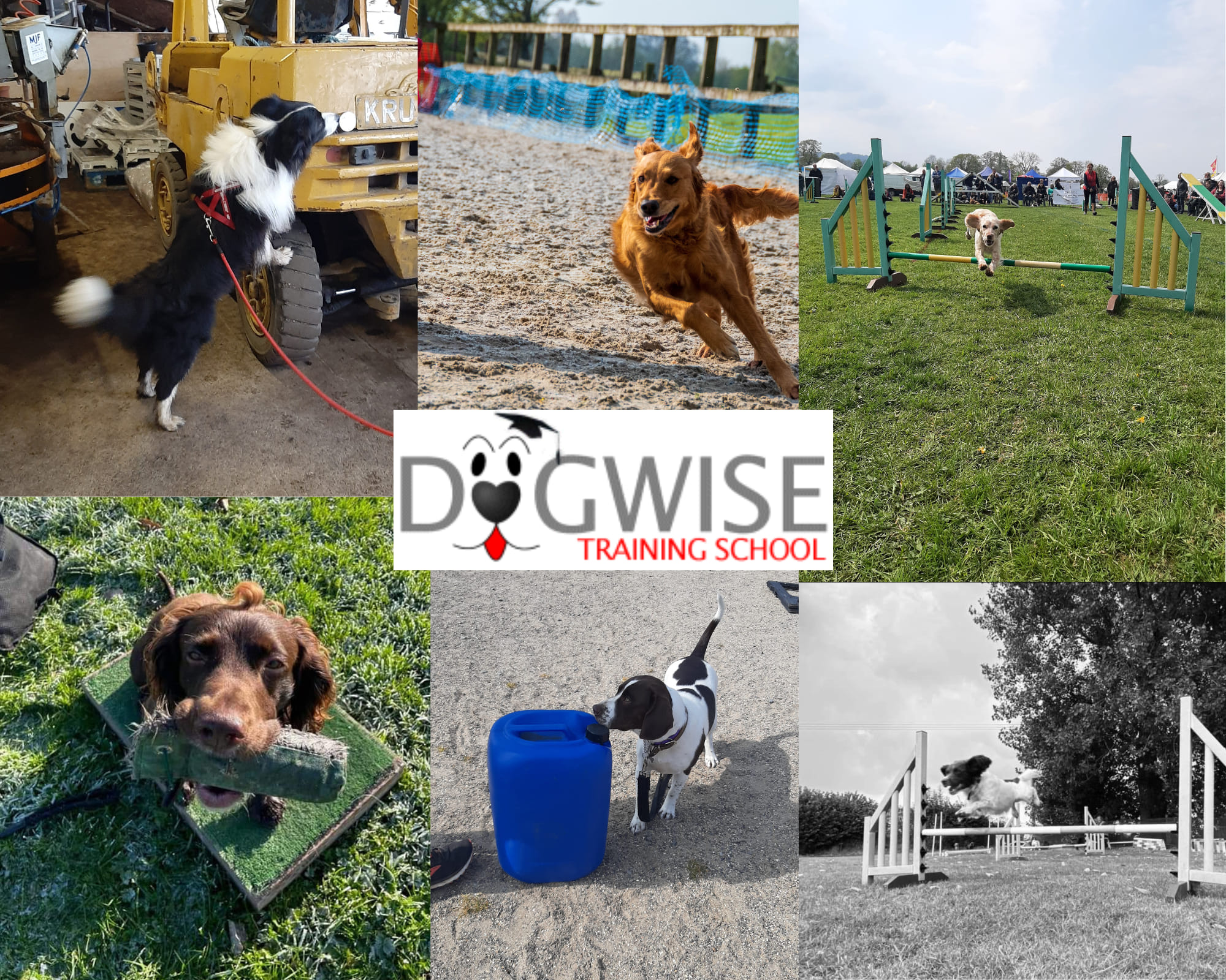 WELCOME TO DOGWISE! » Dogwise Training School