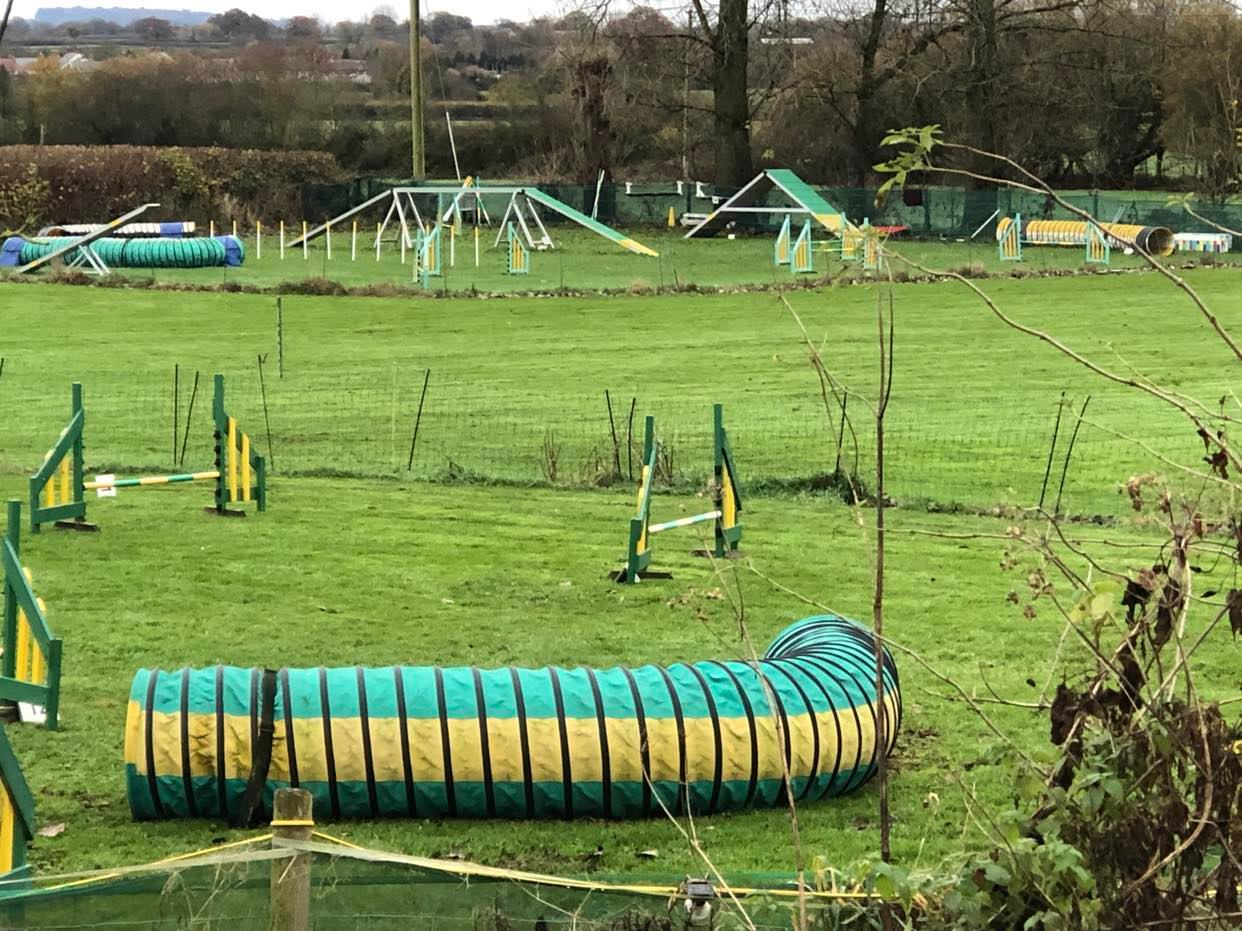 Agility Classes » Dogwise Training School