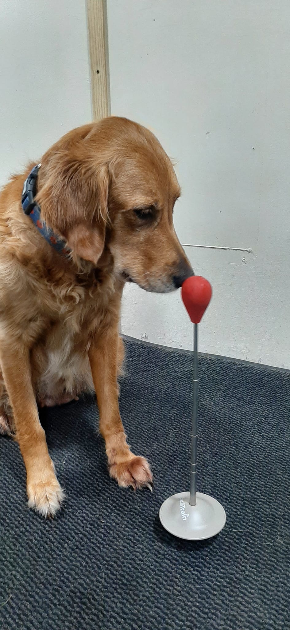 WELCOME TO DOGWISE! » Dogwise Training School