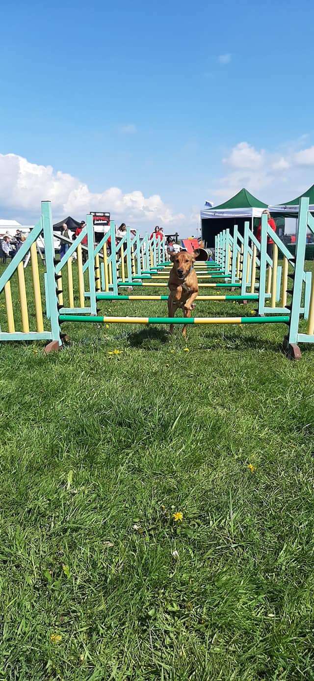 WELCOME TO DOGWISE! » Dogwise Training School