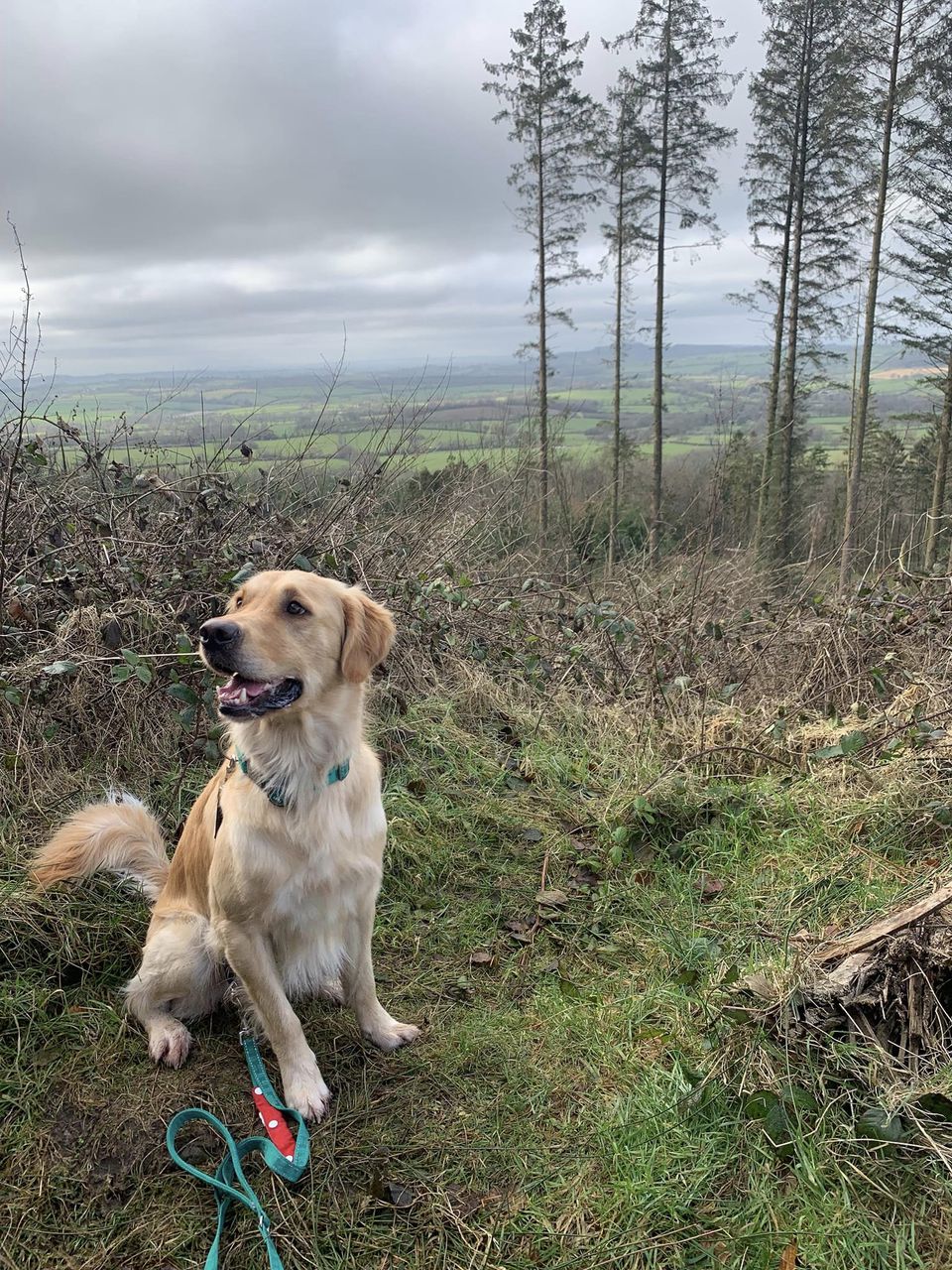 Puppy and Dog Obedience Training » Dogwise Training School