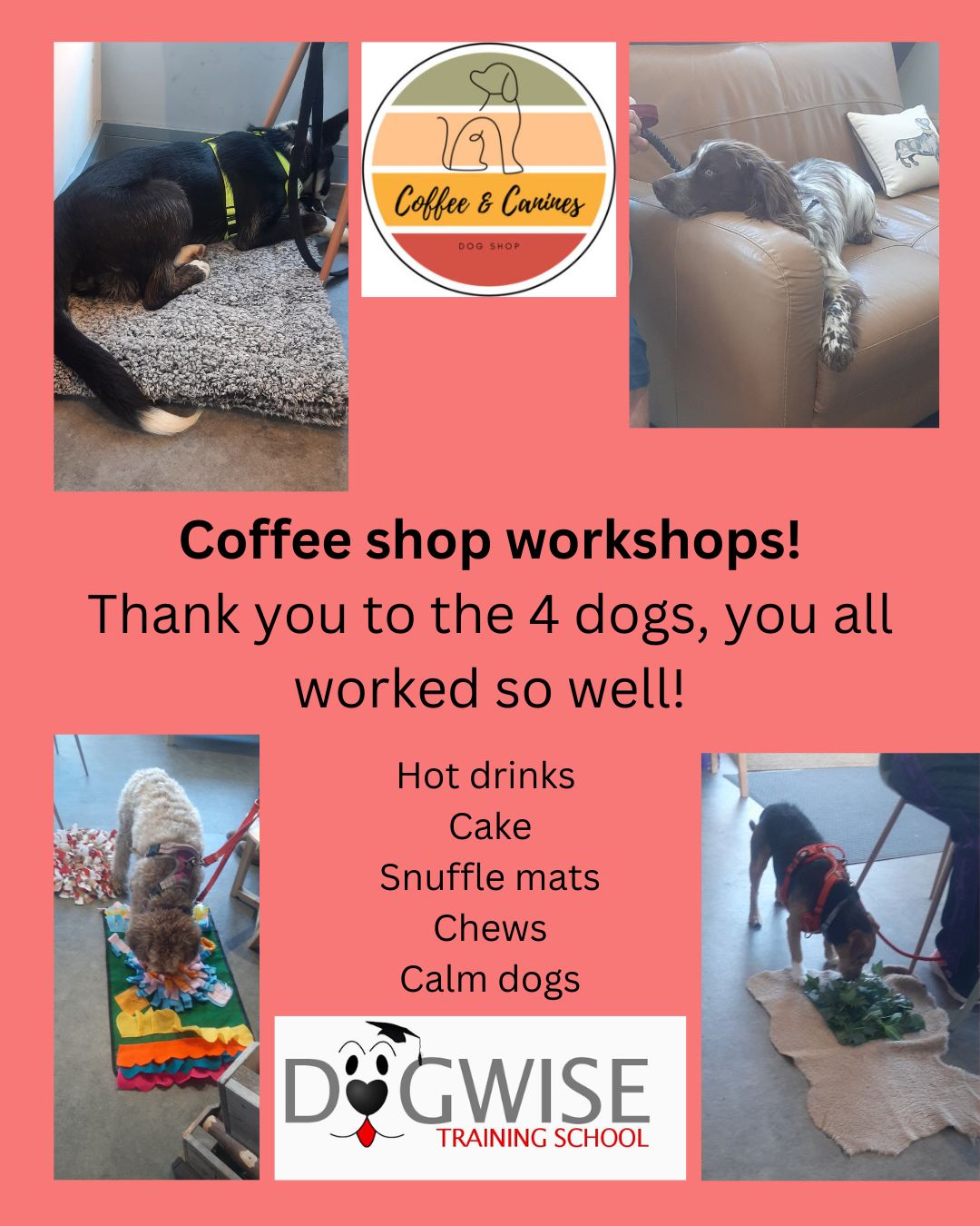 Workshops » Dogwise Training School